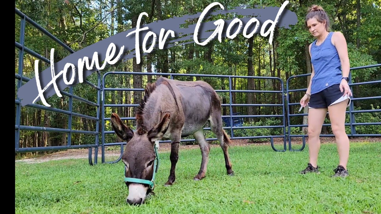 Finally Home | Fern the donkey is home from the vet after colic surgery ...