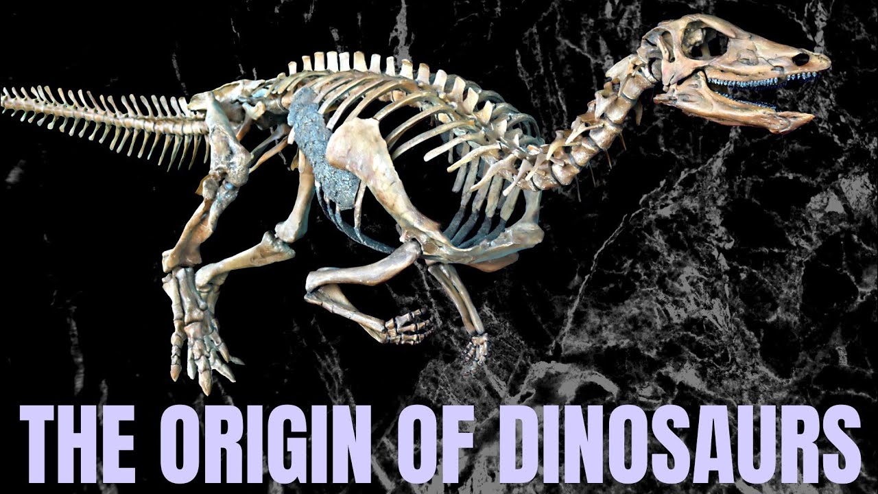 The Origin of Dinosaurs ~ with Michael Hudgins - YouTube