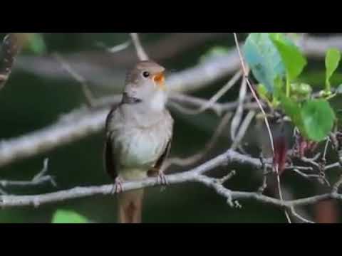 Bülbülün feryadı