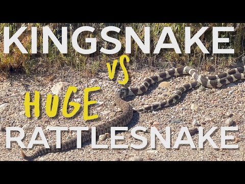 King Snake Vs MASSIVE Rattlesnake - YouTube