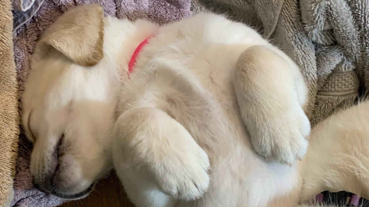 LIVE STREAM Puppy Cam Replay! Adorable Labrador Puppies in their Play ...