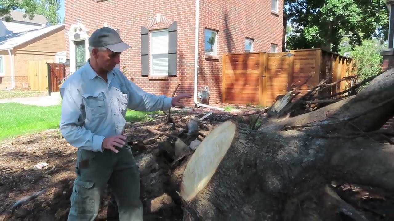 Spruce Tree Removal Blow Down Denver | A Stump Man Tree Service - YouTube