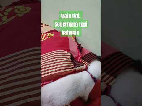 Kucing main lidi #pecintakucingindonesia - YouTube