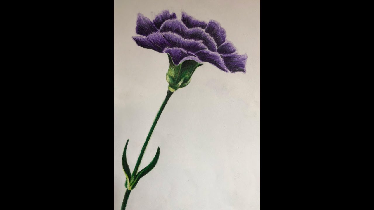 Art Class - Realistic Carnation - Art Lesson - YouTube