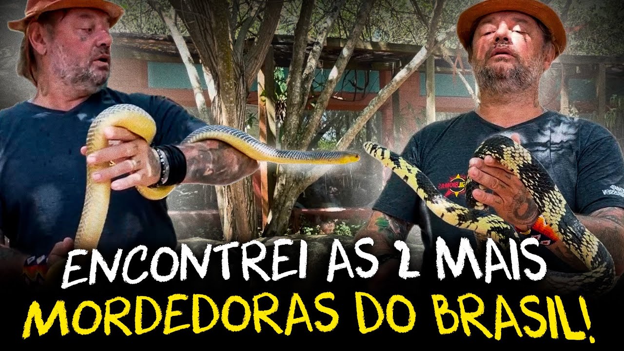 CANINANA E PAPA-PINTO: ENCONTRO COM AS DUAS SERPENTES MAIS MORDEDORAS ...