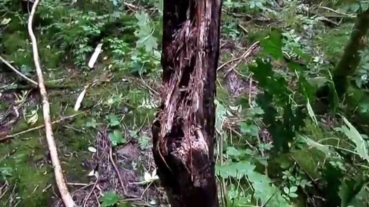 Epicormic Root Growth on Norway Maple (Acer platanoides) - YouTube