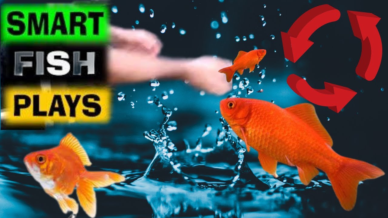 Playful Friendly Goldfish, It Keeps Swimming Back, Enjoy Being Handed ...