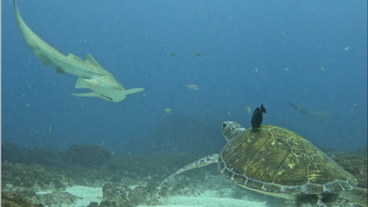 Julian Rocks Single Dive. 10th January 2023. Byron Bay. Australia ...