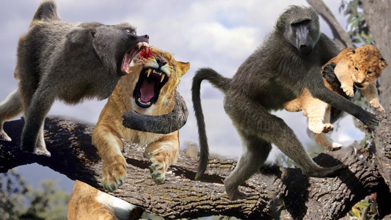 Baboon Destroy Lion Cub! But The God can't help Baboon escape the power ...