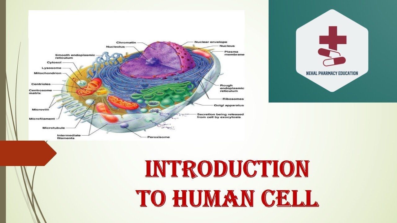 Human cell/Cellular level of organization/Anatomy/Physiology/B. Pharm ...