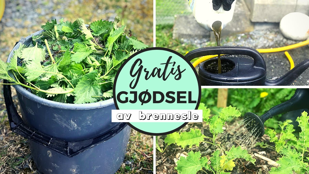 HVORDAN LAGE ØKOLOGISK GJØDSEL TIL DIN KJØKKENHAGE? 🌱Gjødselvann av ...