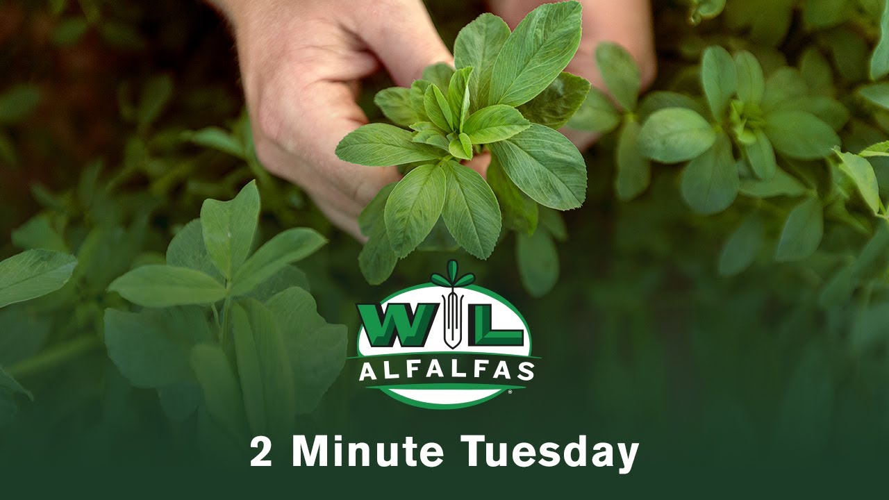 Seedling Alfalfa Weed Management Decisions - YouTube