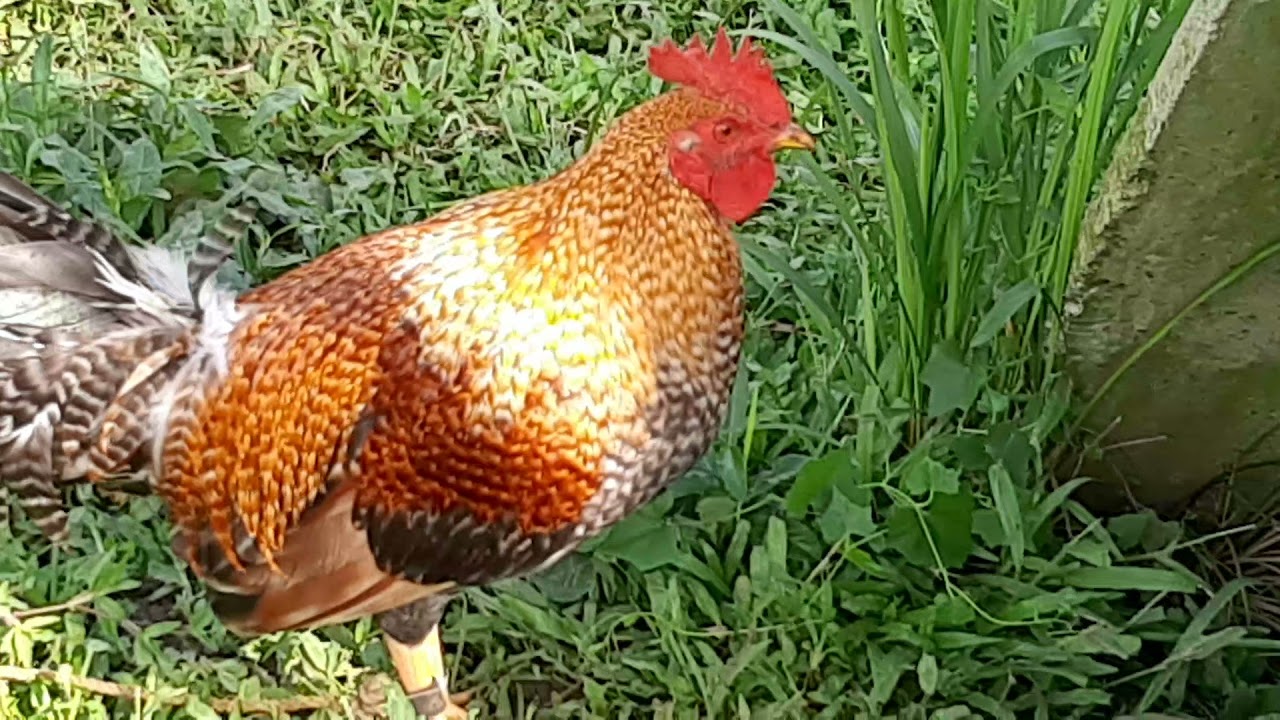 Manok Panabong Bulik