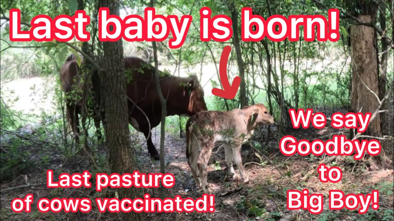 The last Baby was finally born, knocking a lot off the list. - YouTube