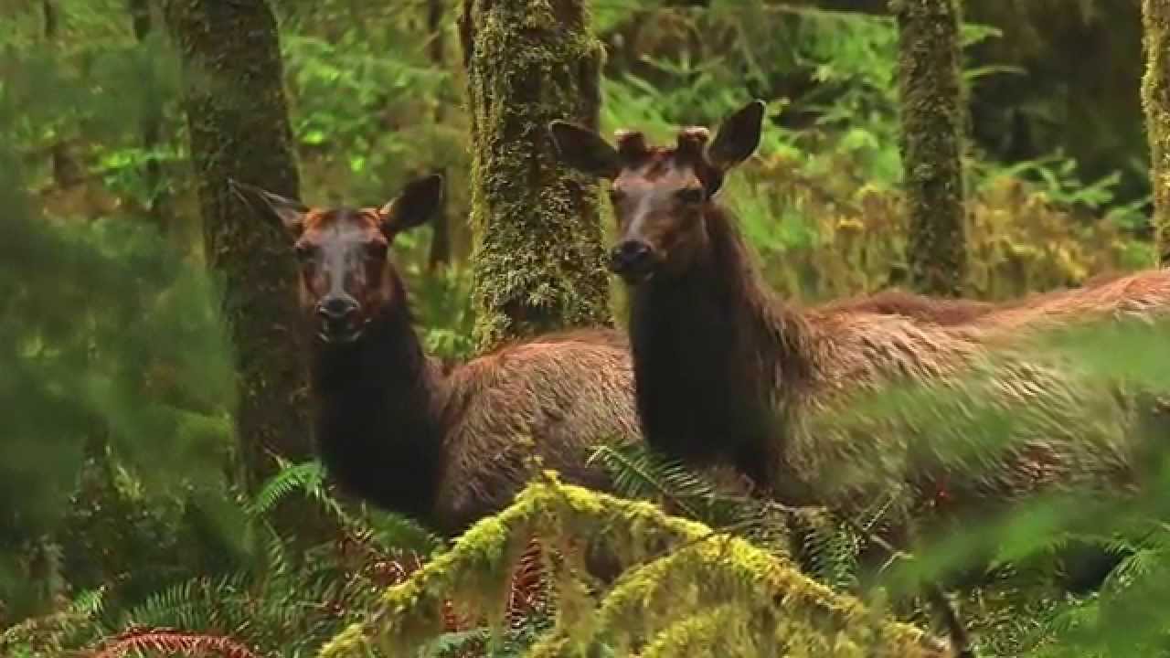 Elk in the Queets River Rainforest, Olympic National Park - YouTube