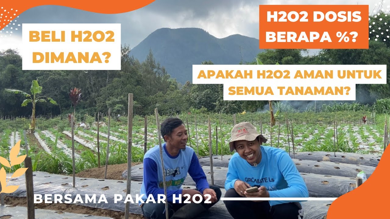 cara aplikasi H2O2 yang benar untuk tanaman cabe, tomat dan tanaman ...