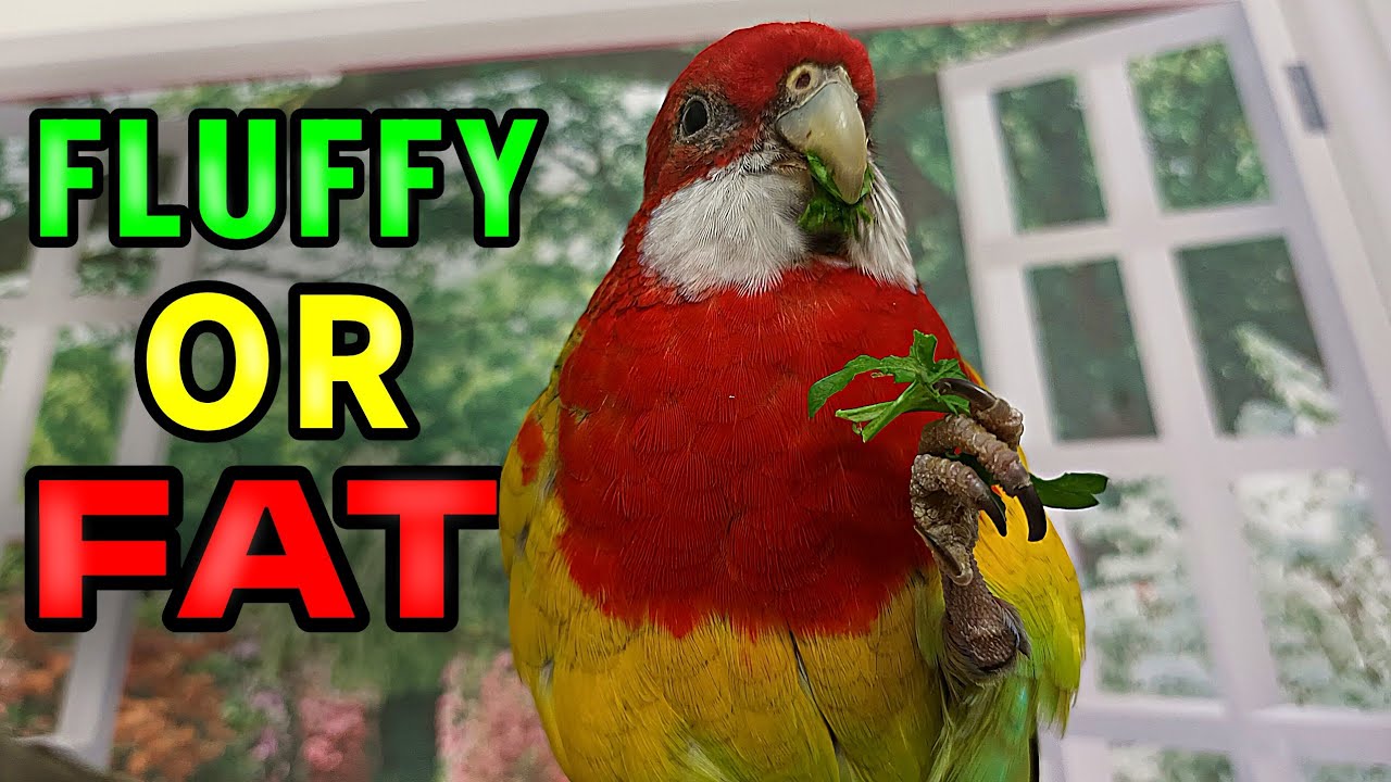 Is Your Bird Overweight? Signs and Solutions! - YouTube