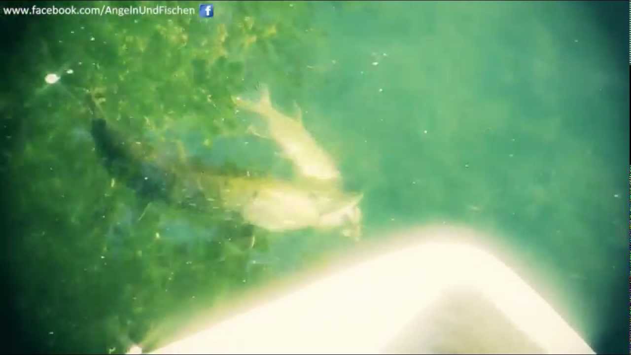 Pike Attack / Hechtangriff -European Monster Pike attack fellow species ...