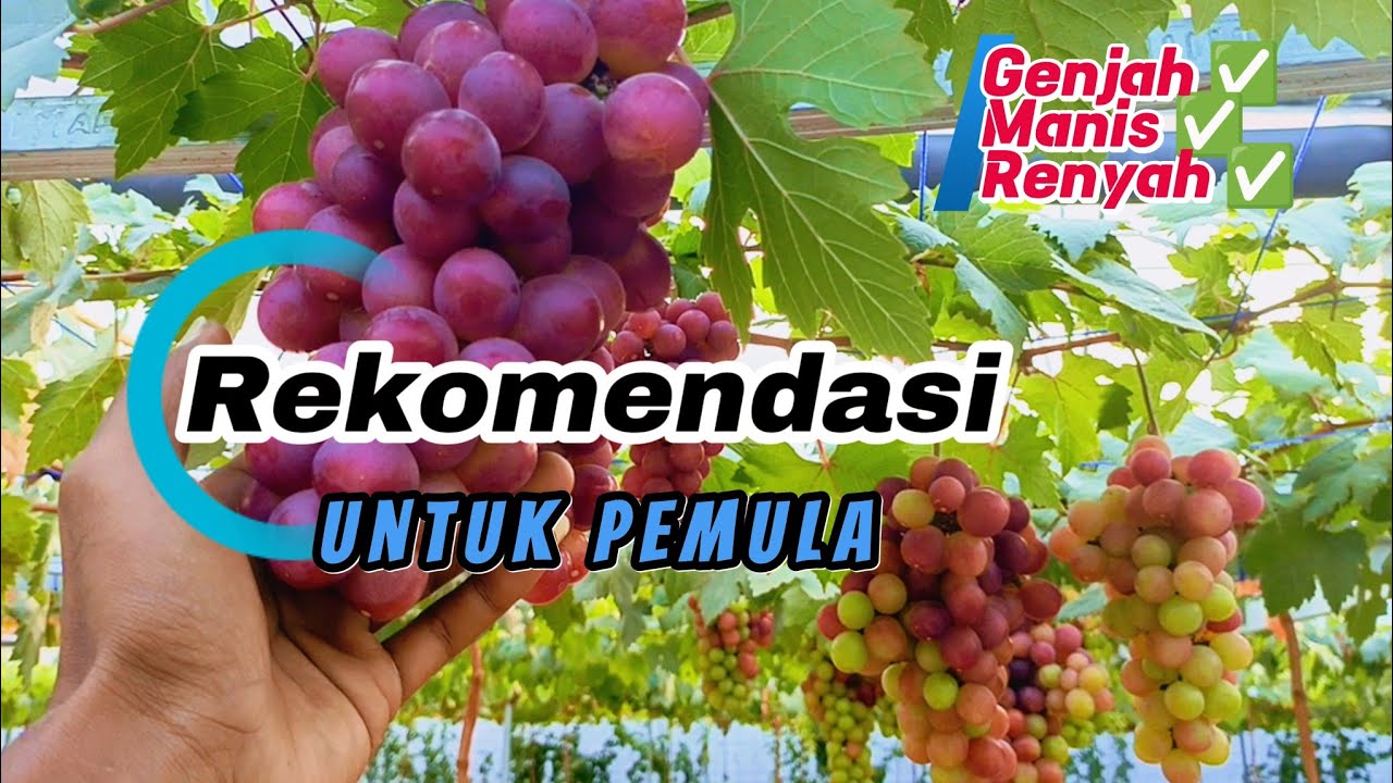 Varietas Anggur genjah Rekomendasi untuk pemula #anggurgenjah # ...