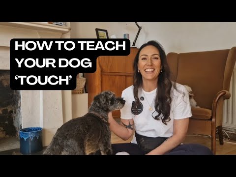 🐾 Teach Your Dog “Touch” — A Simple Skill That Builds Confidence and ...
