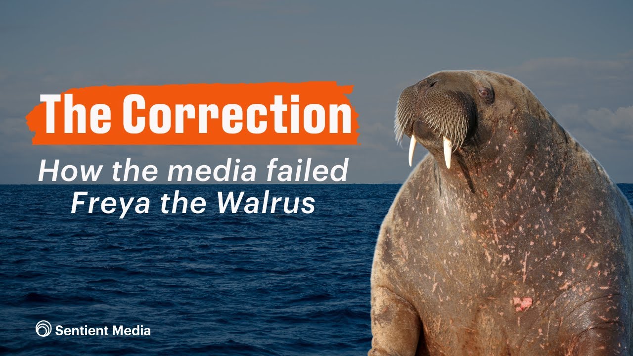 Freya The Walrus: How the media failed young, boat loving walrus in Oslo | The Correction - YouTube
