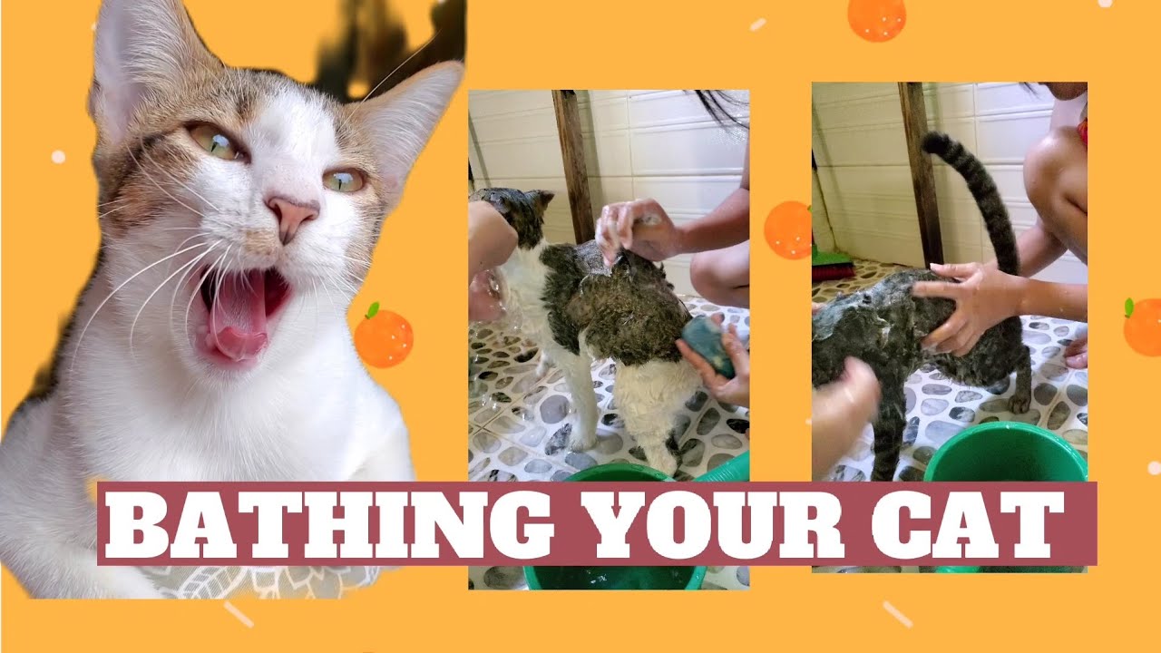 How to Give your Cat a Bath #cat #cats #shirtsvideo - YouTube
