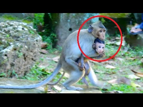 Professional Monkey - YouTube