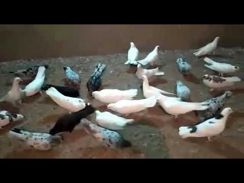 Balaxanida 6 saat ucan quslar