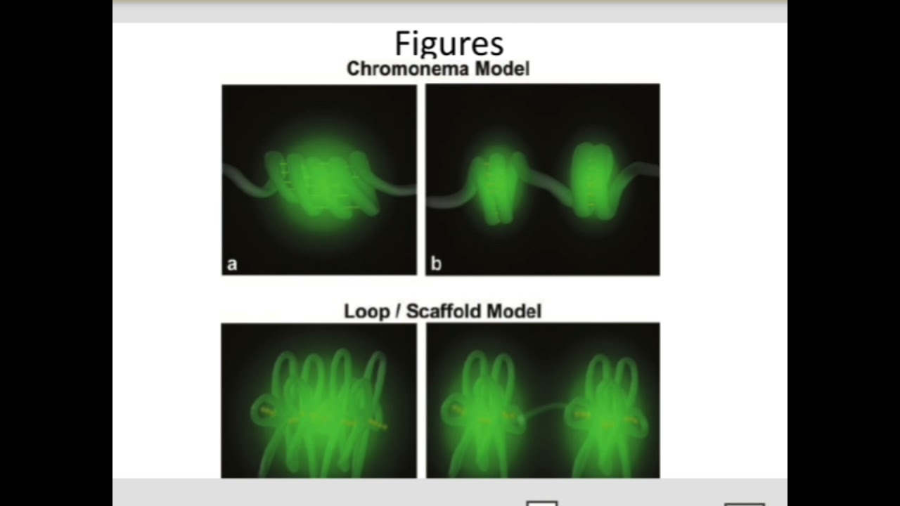 Radial Loop Model/Dr. Deepa R Pillai - YouTube