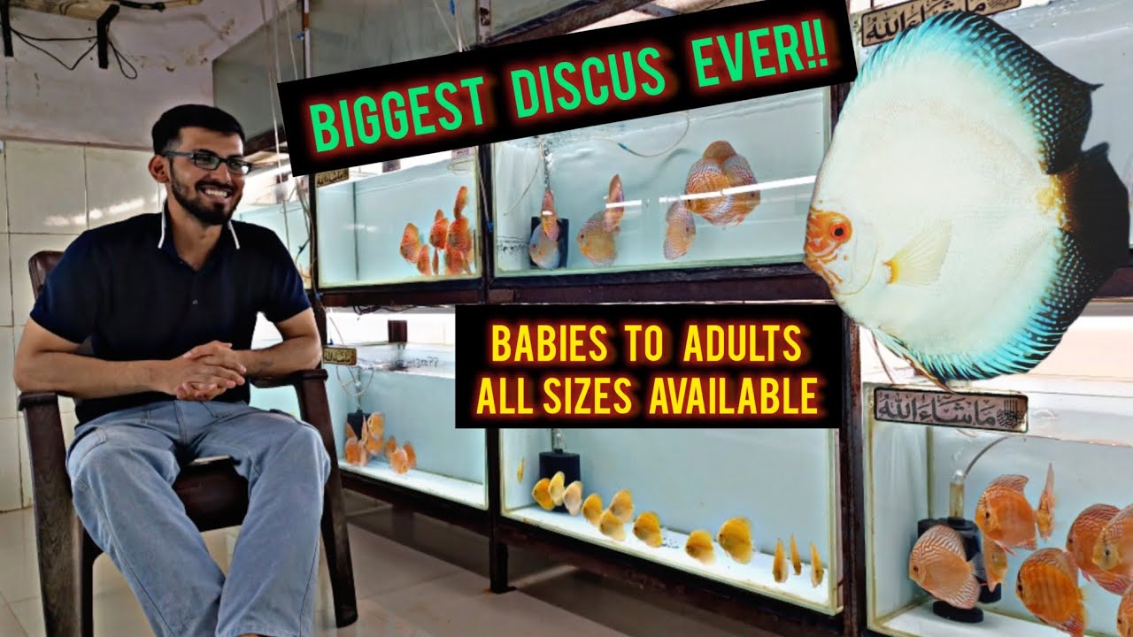 Discus fish from small size to Adults with all over INDIA delivery ...