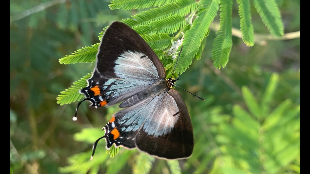 Imperial Hairstreak butterfly and Black Tyrant Ant mutualism - YouTube