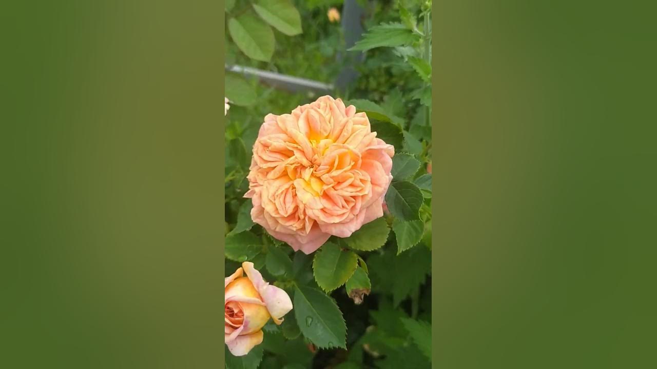роза Алхимист 13 июня 24г - YouTube