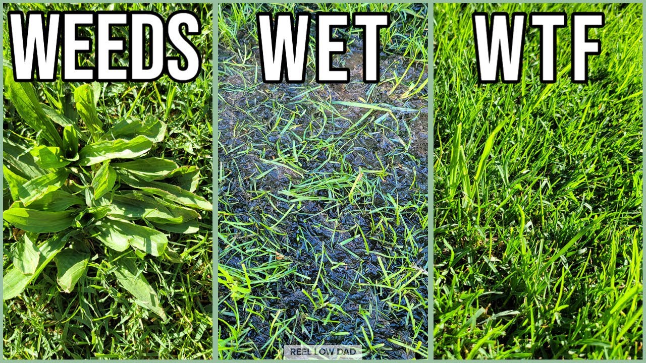Problems After a BLUEMUDA Renovation | HOW, WHEN, and WHAT You Can Use ...