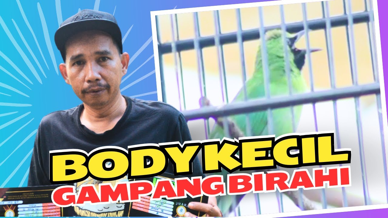 Rawatan Cucak Ijo Body Kecil Settingan cucak ijo body kecil CAK IJO ...