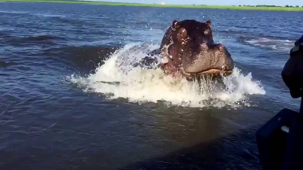 Hippo Charge on Chobe River Jan2015, recorded with iPhone 6; Botswana ...