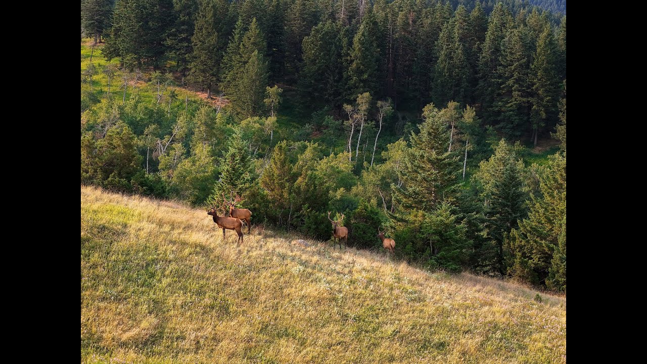 Running Elk Ranch - The Herd Video - YouTube