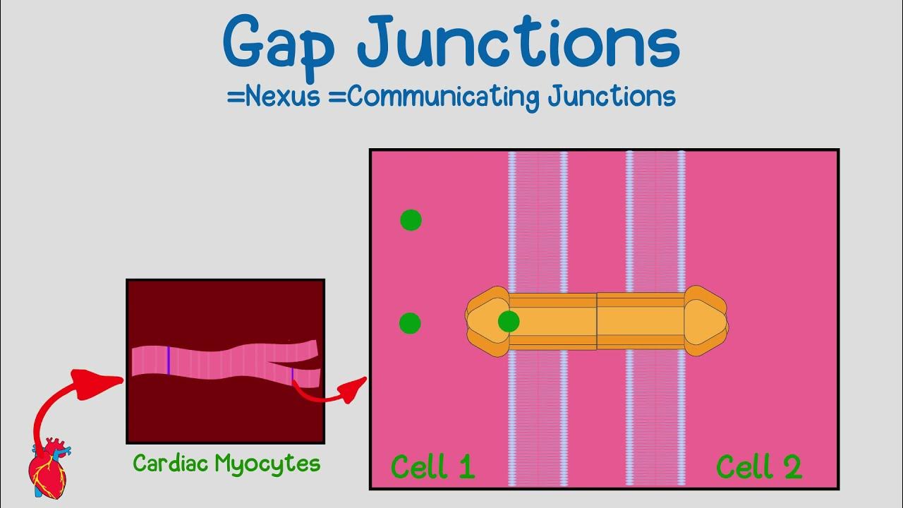 Gap junctions (Functions and structure) - YouTube