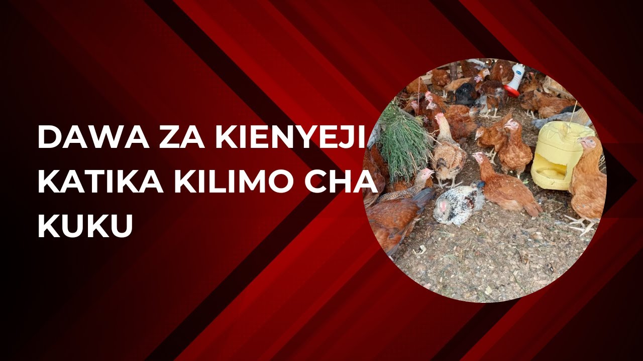 JINSI YA KUTUMIA DAWA ZA KIENYEJI KUBORESHA AFYA YA KUKU SHAMBANI KWAKO ...