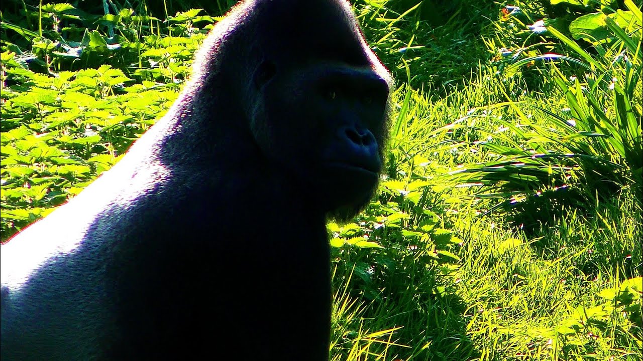 Wildlife V @DailyMusicVideo: Bring Peace To Earth and Save Wilderness ...