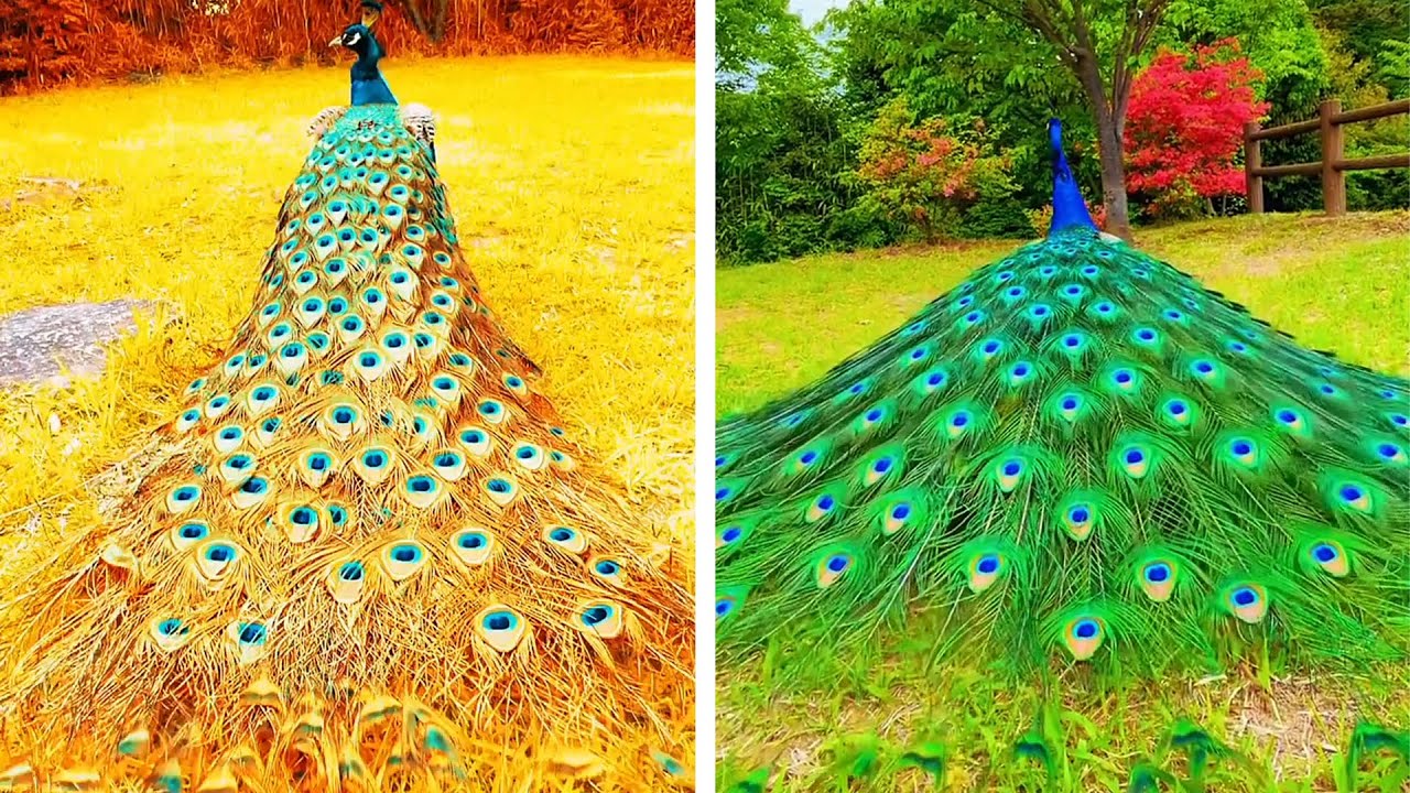 Peacock In The Wind, Beautiful, Colourful, Natural Peacocks Video #07 ...