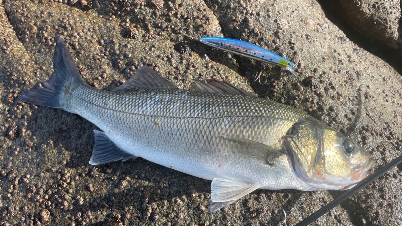 Winter Lure Fishing for Bass with Megabass Zonk & IMA Hound - YouTube