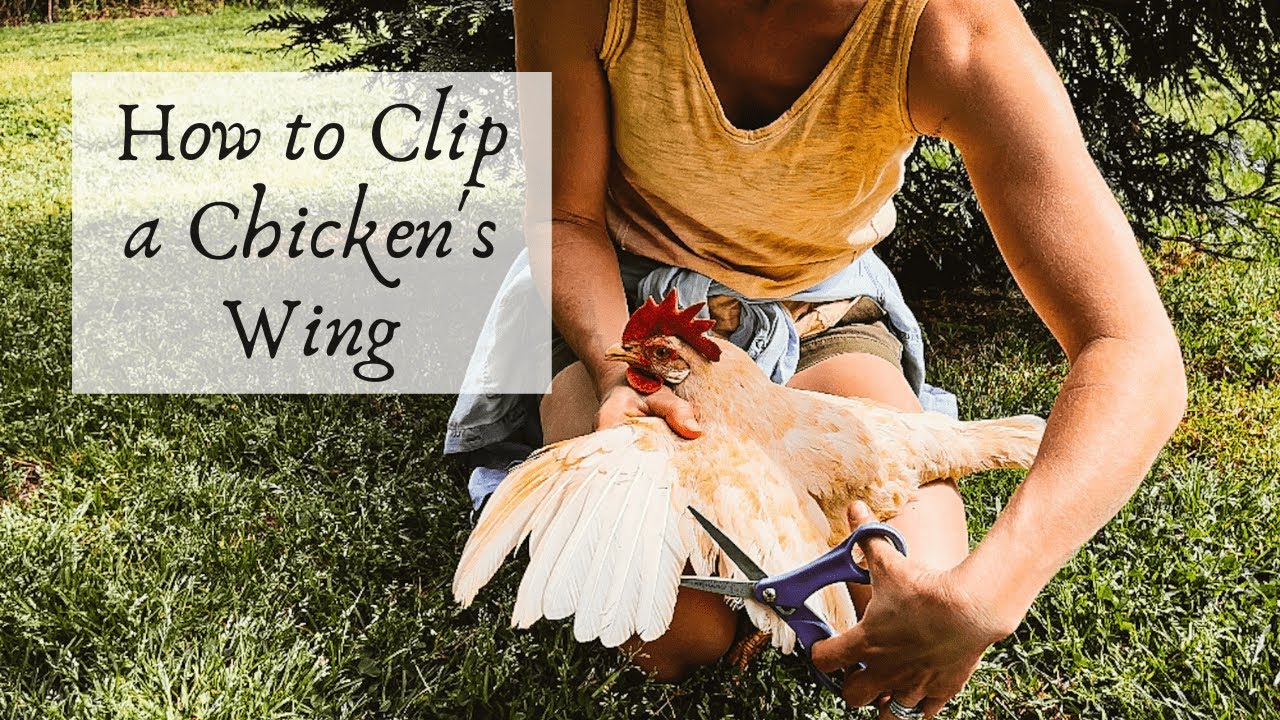 How to Clip a Chicken's Wings - YouTube