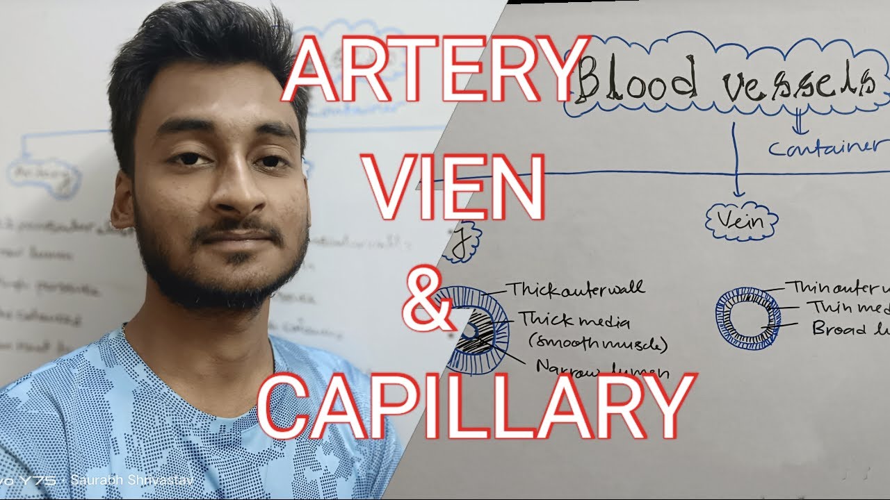 class 10: Artery,vien& capillary # amazing trick to learn # important ...