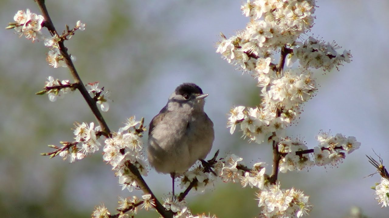 Blackcap and its song - YouTube
