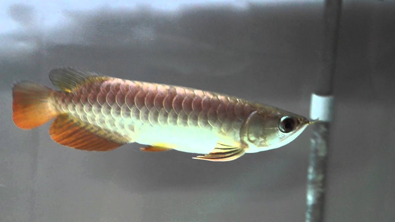 My 24k Golden cross back Arowana - YouTube