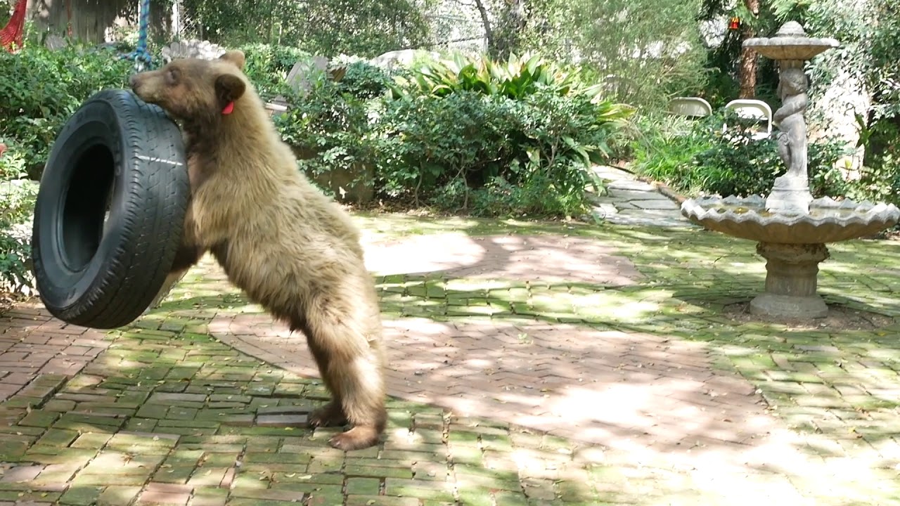 Bear playing with Tire - YouTube