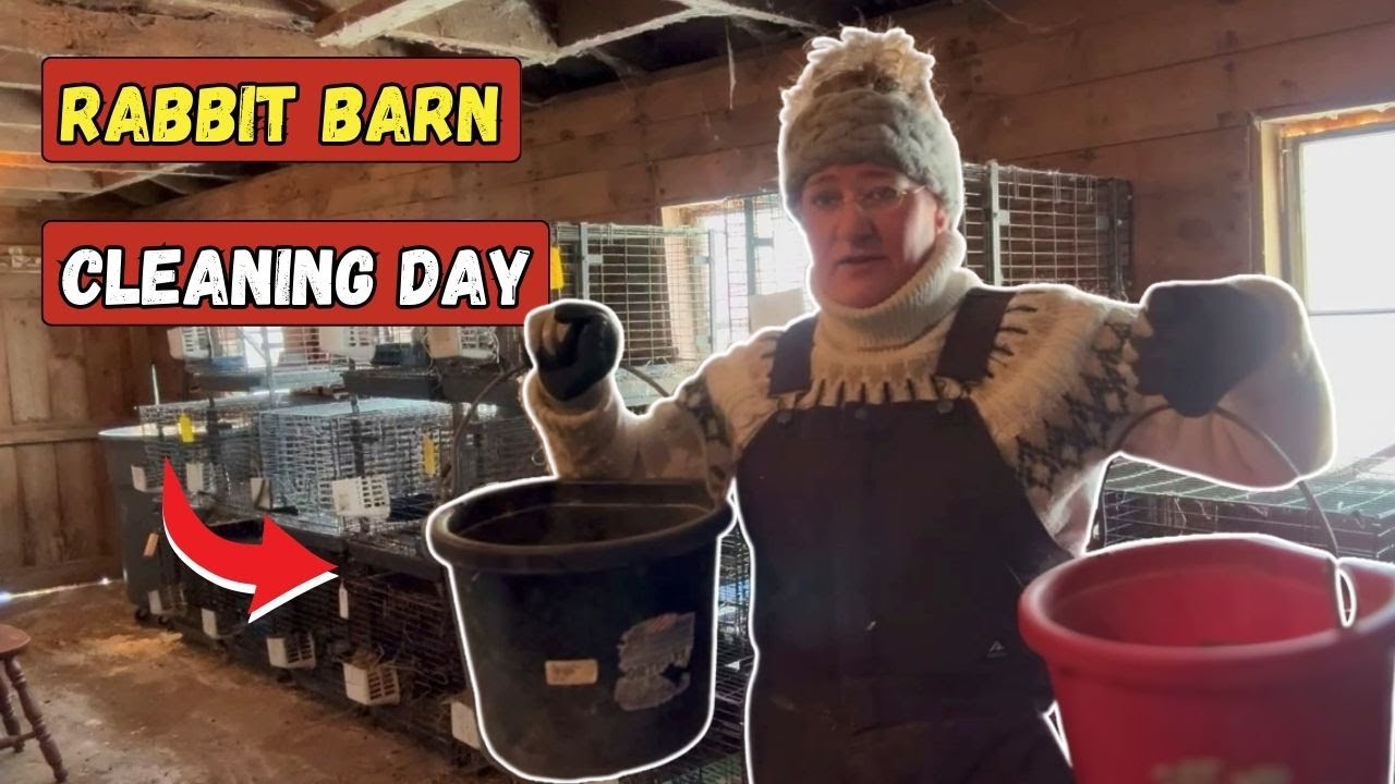 Cleaning Day in the Rabbit Barn (How to Clean Stacked Cages) - YouTube