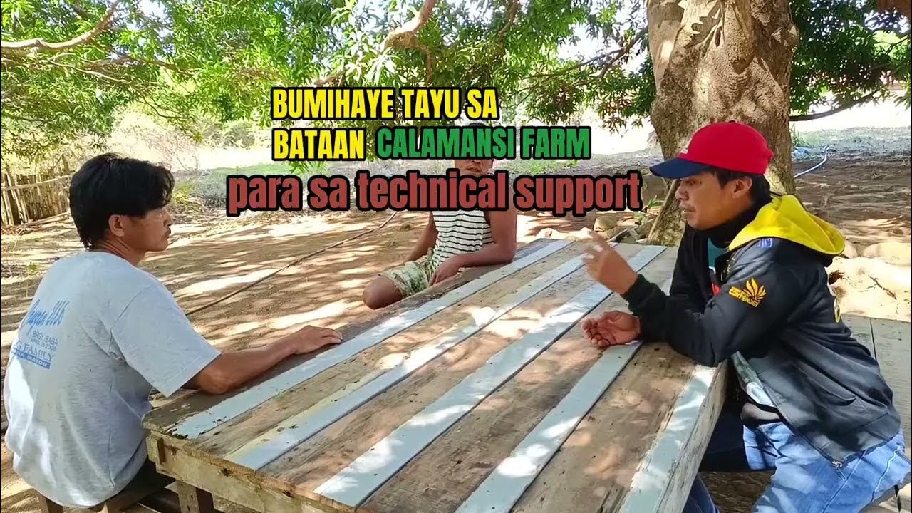 CALAMANSI farm visit. - YouTube