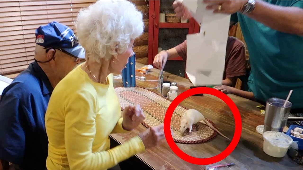 RAT PRANK GONE WRONG!! (BACKFIRED) - YouTube