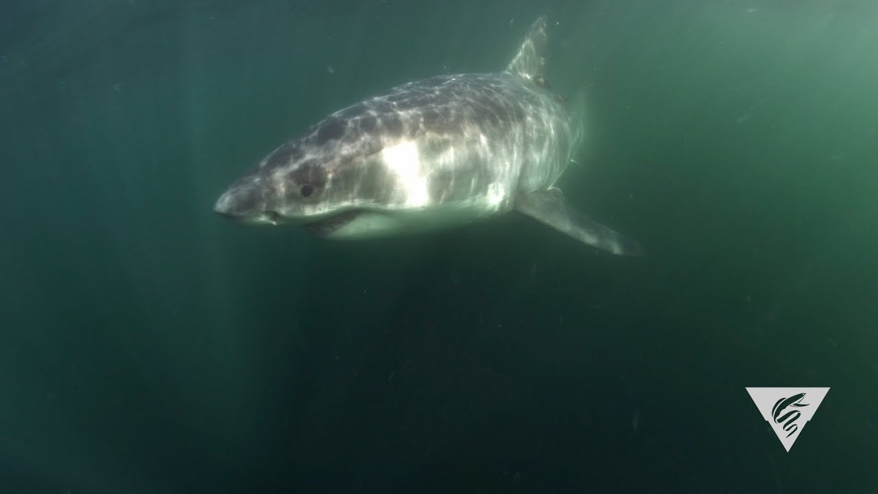 Tagging along with sharks to the White Shark Cafe - YouTube